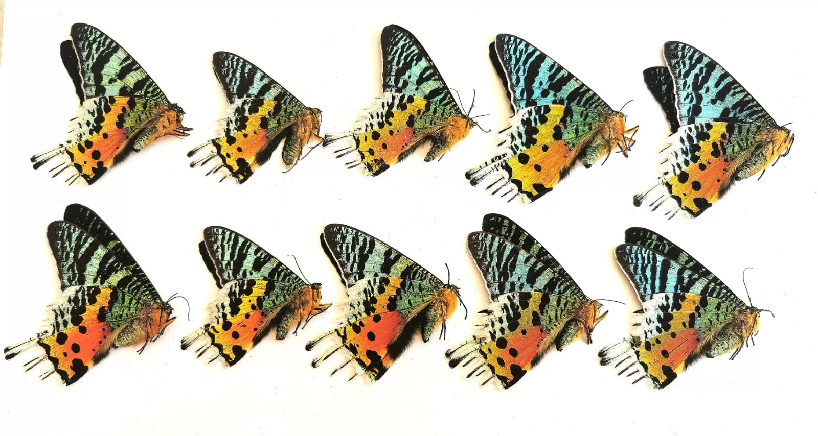 Set 10 Urania riphaeus – Insectarios